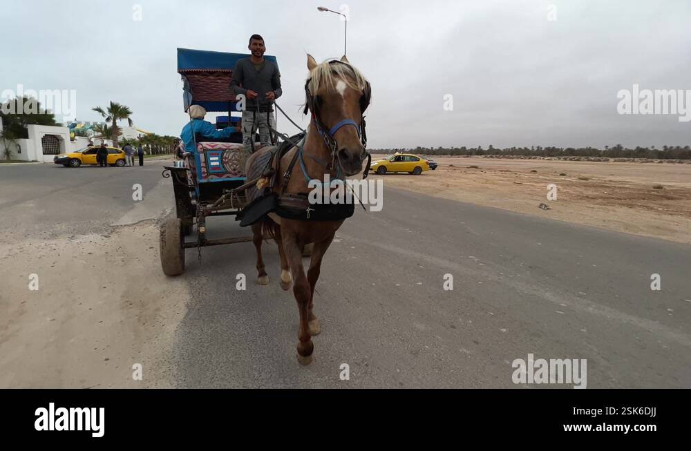 Reverse tracking shot of harnessed horse pulling carriage with tourists Stock Video Footage - Alamy