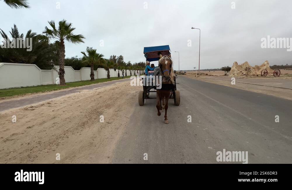 Reverse tracking shot of harnessed horse pulling carriage with tourists ...