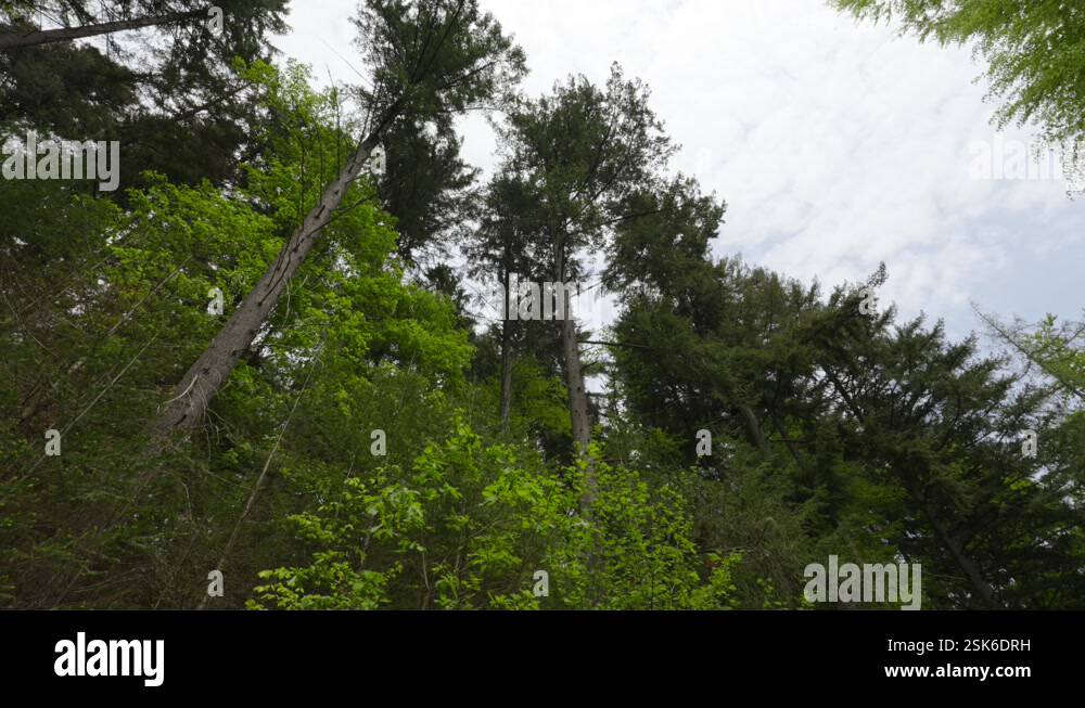 Upward view towards sharp pointed branches and thin tree trunks in ...