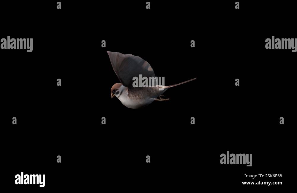 A sparrow flying on black background, 3D animation, animated animals ...