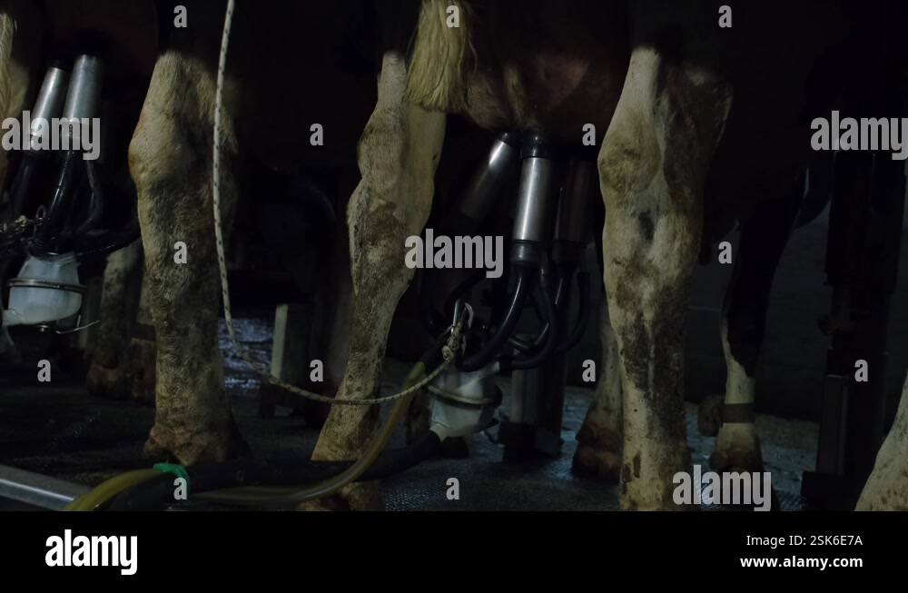 In Turkey, middle east countries, cow care milking forage eating, farm Stock Video Footage - Alamy