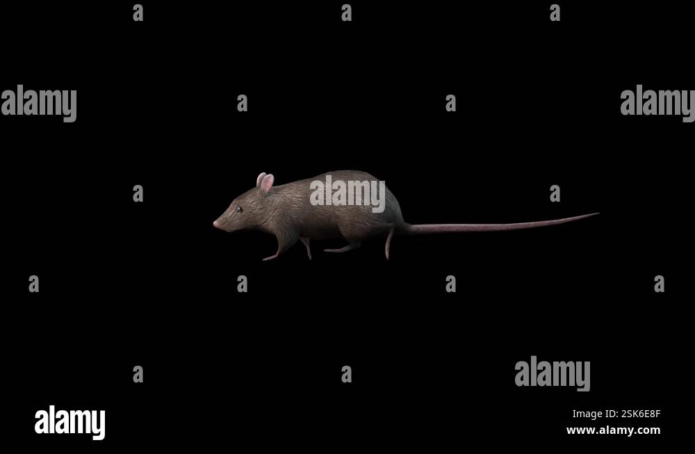 A rat walking on black background, 3D animation, animated animals Stock ...