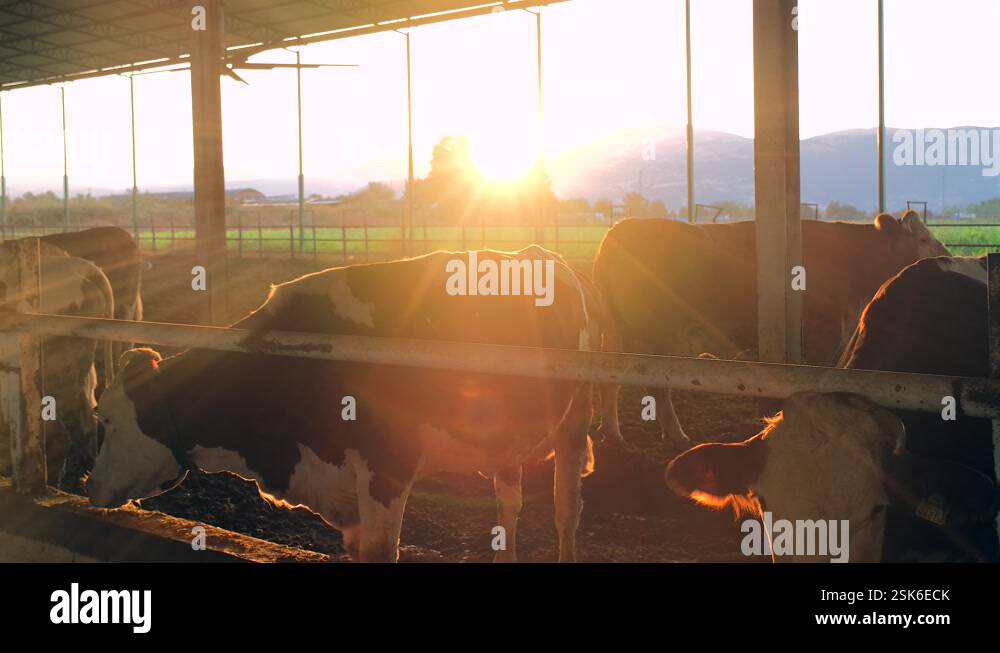 In Turkey, middle east countries, cow care milking forage eating, farm ...