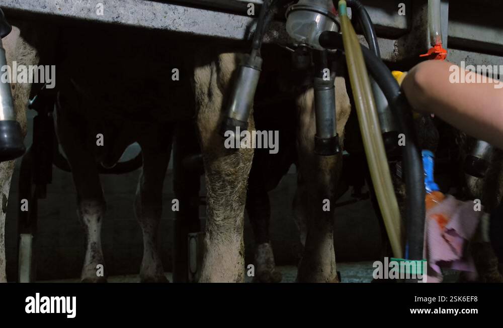 In Turkey, middle east countries, cow care milking forage eating, farm Stock Video Footage - Alamy
