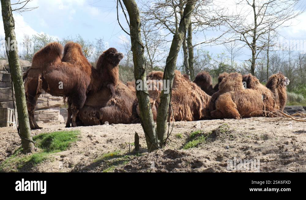 Flock Of Bactrian Camels Resting Under The Sunlight. Camelus Bactrianus ...