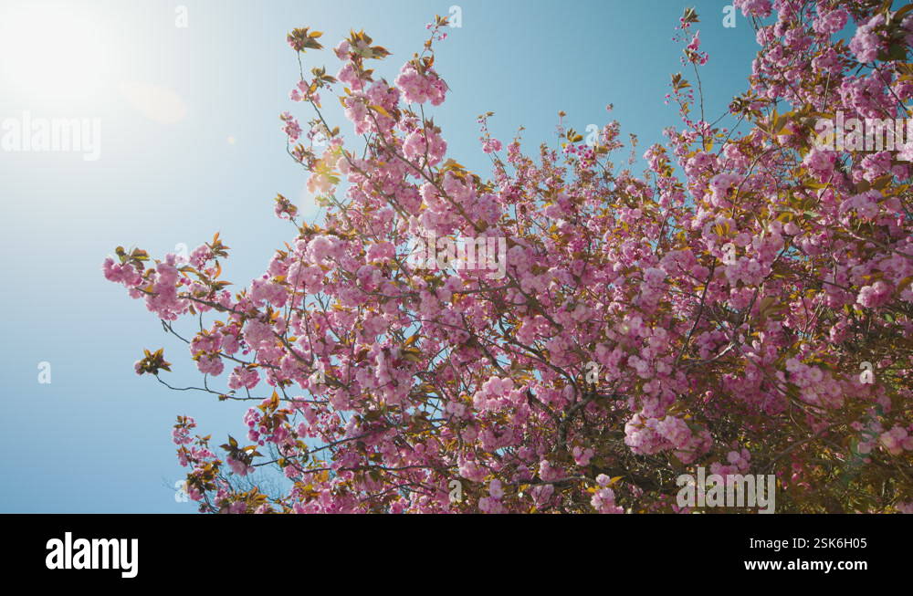 Springtime pink cherry blossom tree Stock Videos & Footage - HD and 4K ...