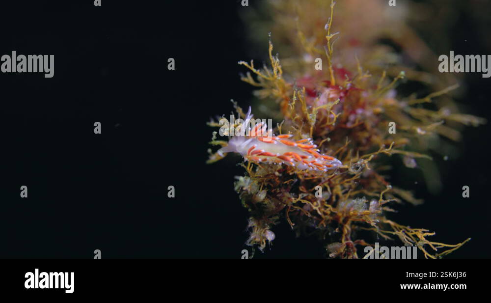 Diving into cold water Stock Videos & Footage - HD and 4K Video Clips ...