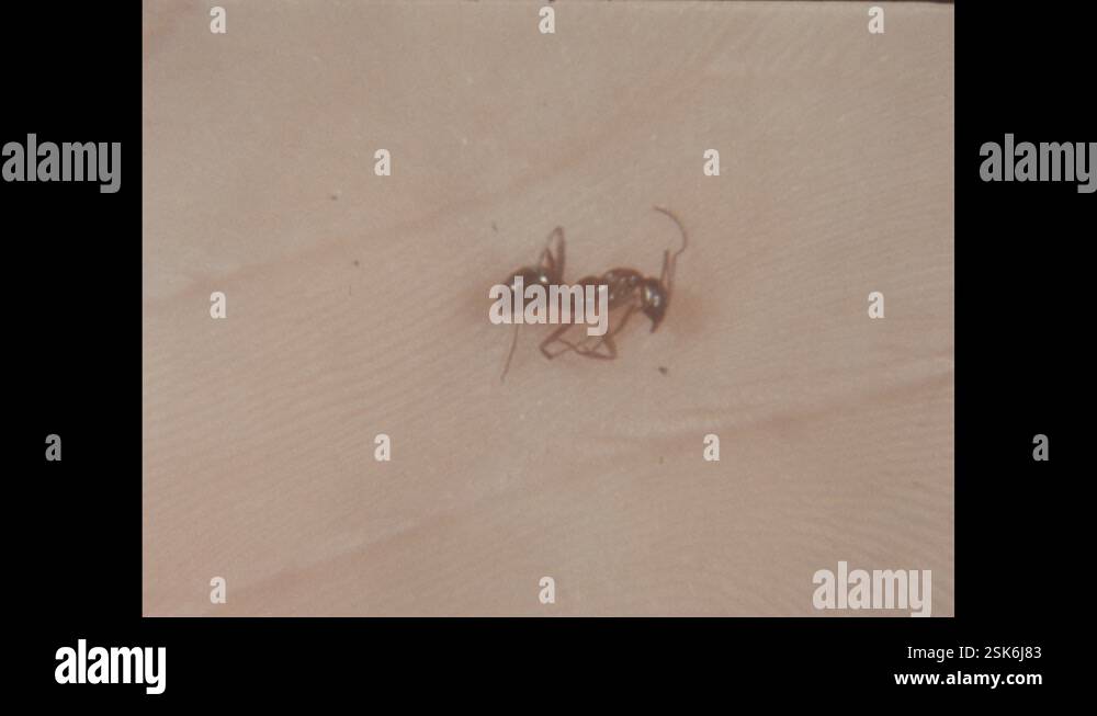 1960s: Child's hand opens to reveal a dying ant. Dying ant's legs ...