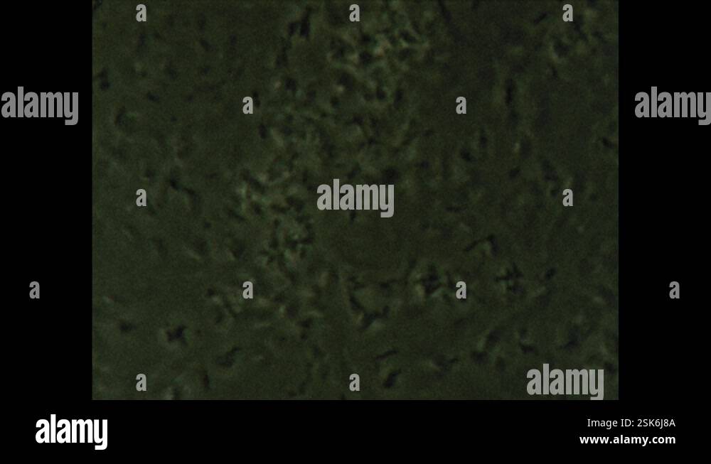 1960s: Bacteria move through fluid on microscope slide Stock Video ...
