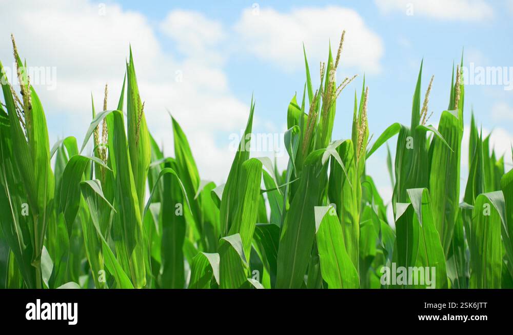 Corn Field blowing in the wind with Blue sky and clouds. 4K Slow motion ...