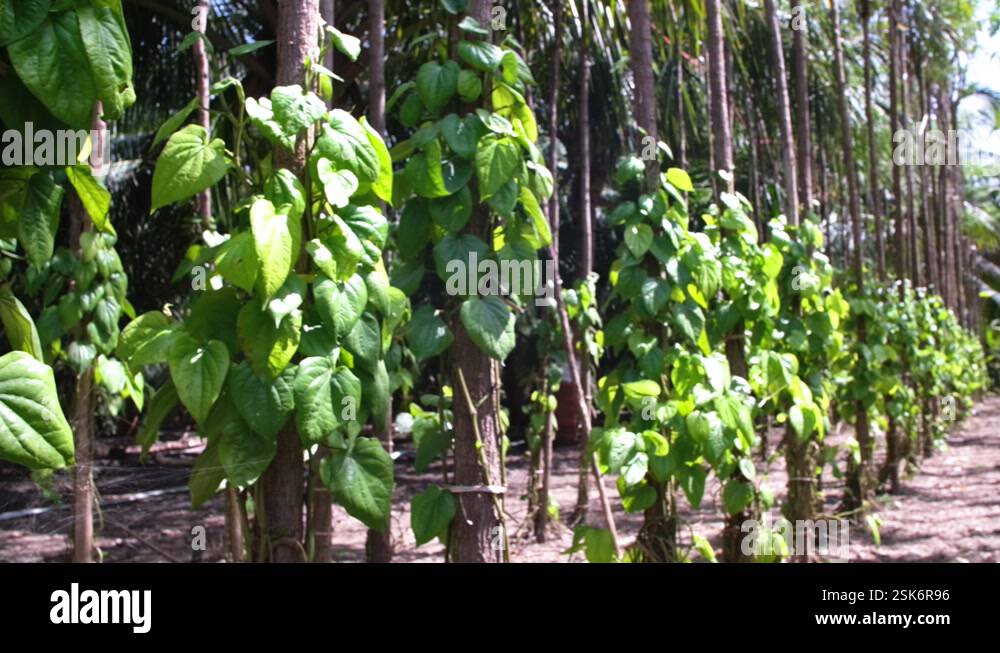 CAMERA ROLLS Organic farming involves tying camphor vines and Betel ...