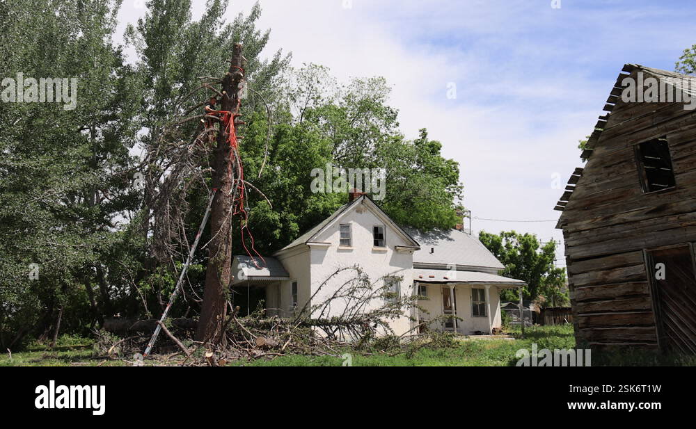 Old pine tree man in branches rope 4K Stock Video Footage - Alamy