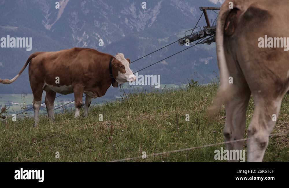 Alpine cowbell Stock Videos & Footage - HD and 4K Video Clips - Alamy