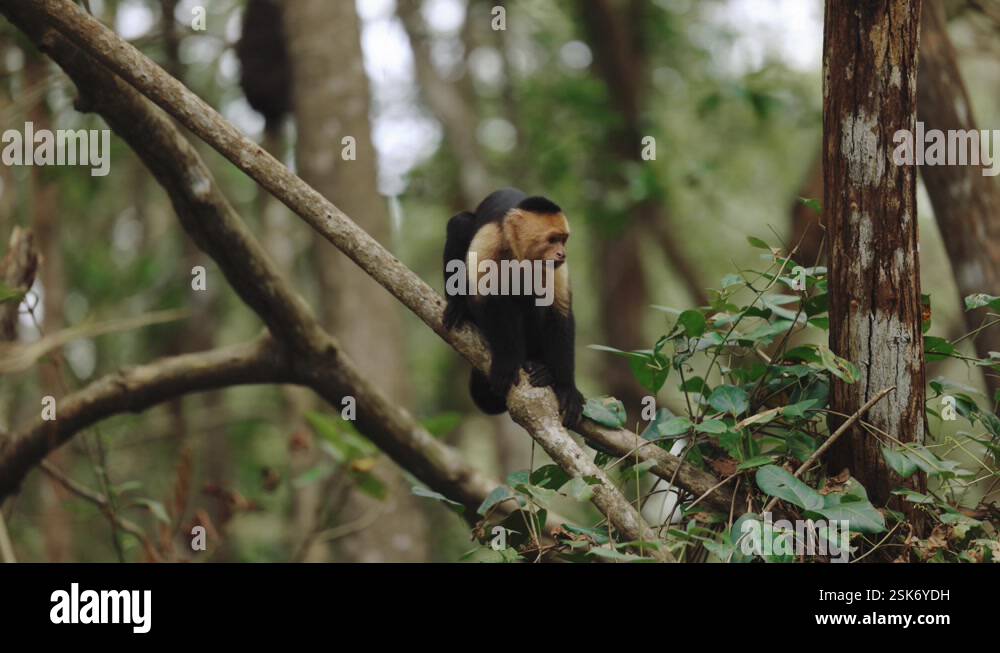 Capuchin monkey climbing tree Stock Videos & Footage - HD and 4K Video ...