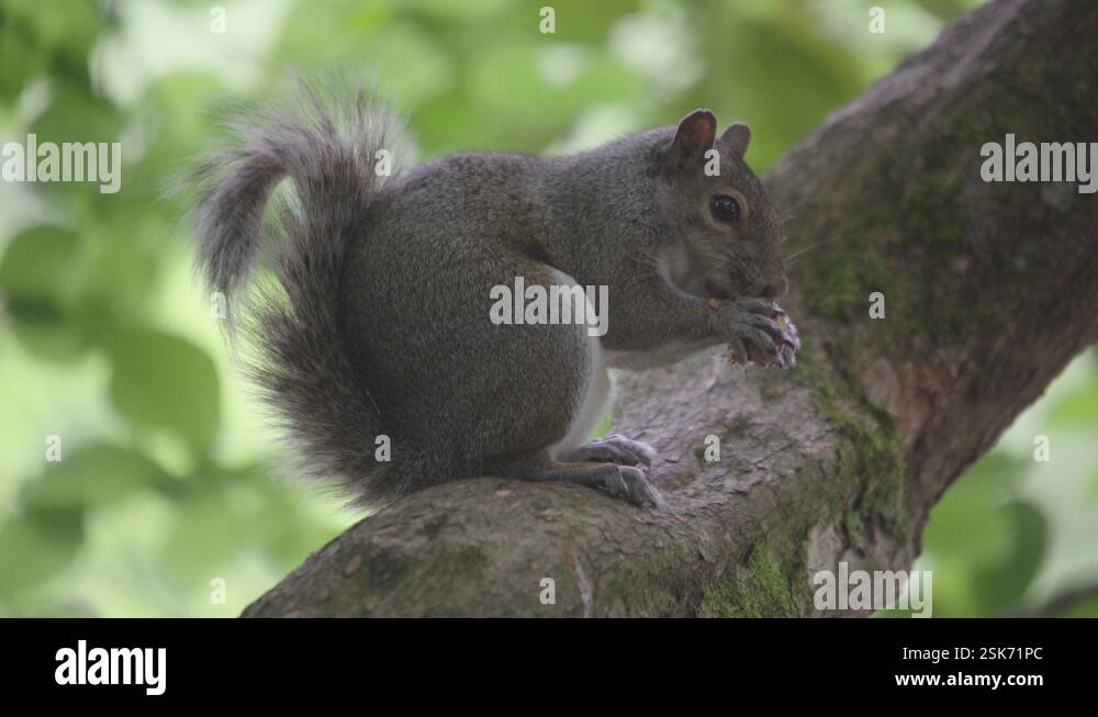 Squirrel sitting on a tree branch eating a nut before scampering off ...