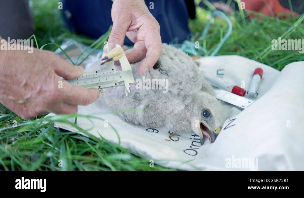 Person Measuring Leg Of A Juvenile Common Buzzard Bird For Banding ...