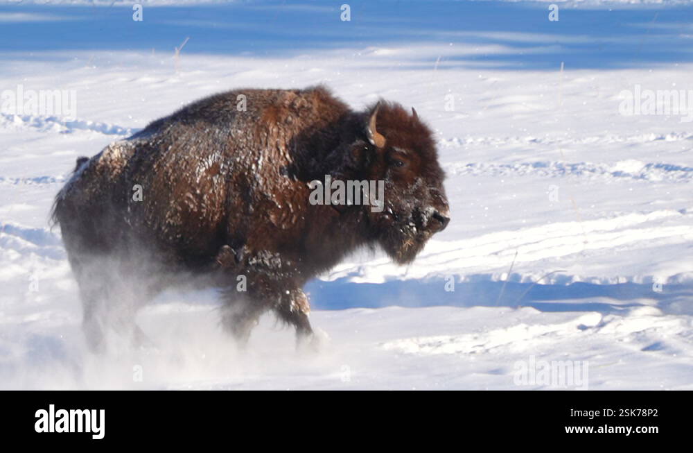Cinematic frosted running Yellowstone huge wild buffalo in fresh snow ...