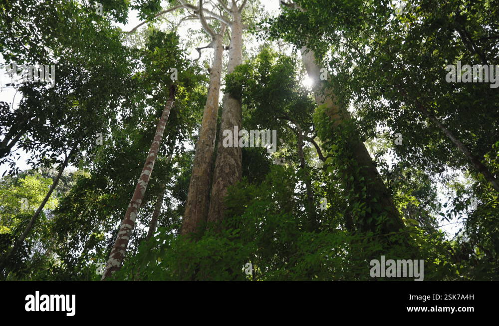 Camera moves with a panoramic movement from the bottom up in a tropical ...