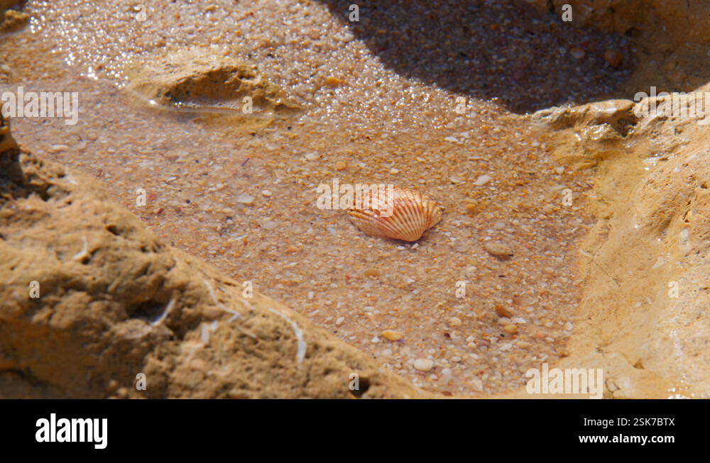 Sea Shells Washed Over Shore Of Praia do Evaristo Beach, Algarve ...