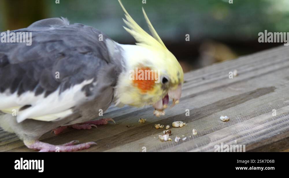 Curious Cockatiel Learning to Eat Seeds Stock Video Footage - Alamy