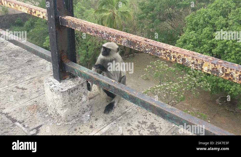 monkey is sitting bridge with its young child, man is giving it a ...
