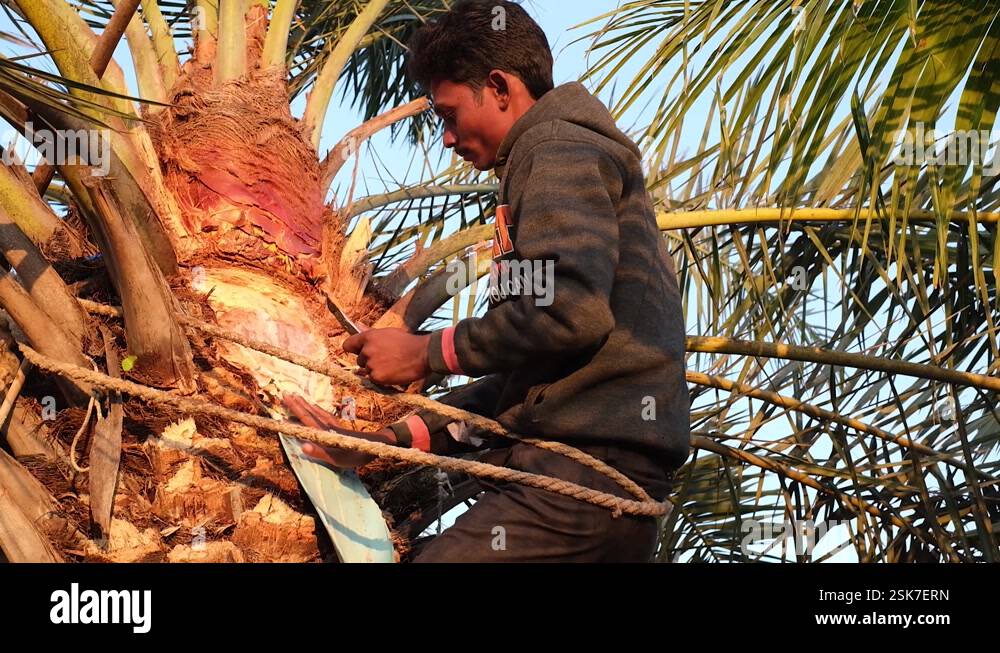 Extraction of palm trees is in progress Stock Video Footage - Alamy