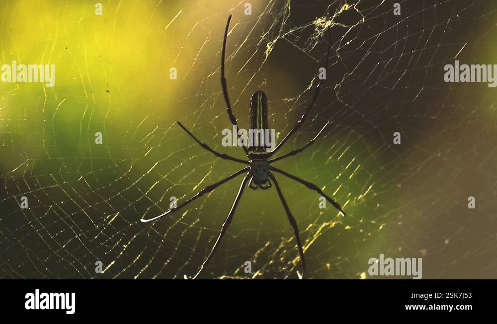 Close up of a giant spider yellow and black know as Nephila pilipes ...