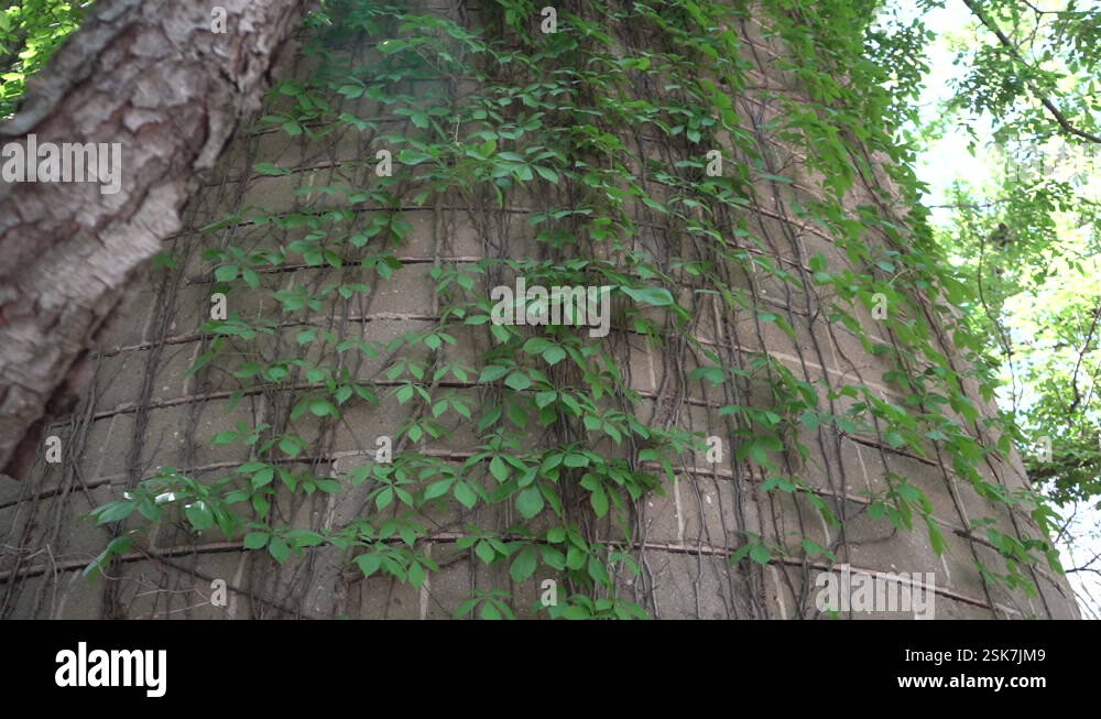 Hanging vines Stock Videos & Footage - HD and 4K Video Clips - Alamy