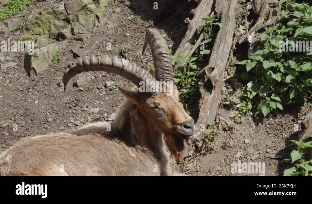 Still goat Stock Videos & Footage - HD and 4K Video Clips - Alamy