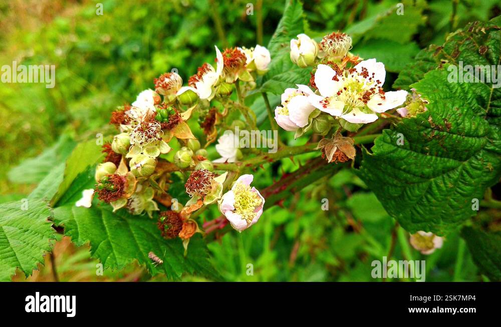 pink and white flowers of the bramble plant that will produce ...