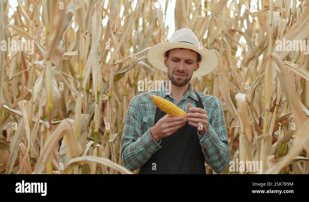 Farmer examines and smells ripe ear of corn in field among withered ...