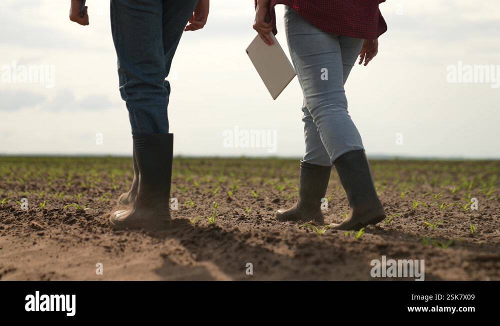 rubber boots dust, corn field, farm business teamwork, sprout fresh ...