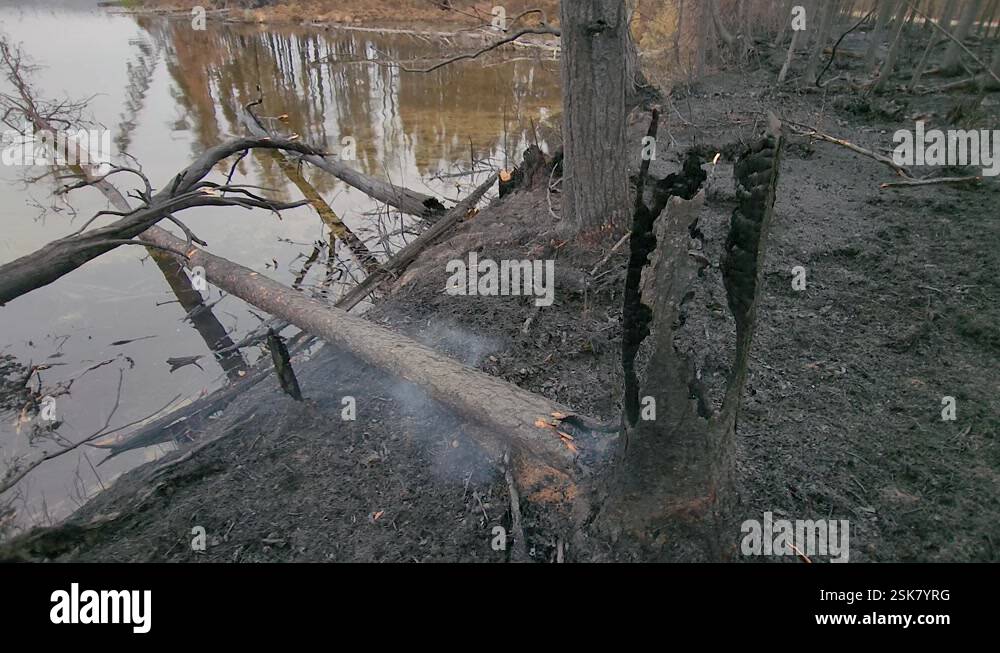 Fallen Burnt Tree Smouldering Beside Lake In Aftermath Of Kirkland Lake ...
