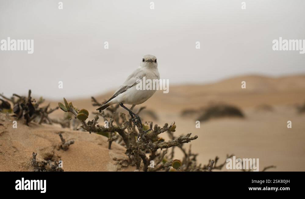 Namibian bird Stock Videos & Footage - HD and 4K Video Clips - Alamy
