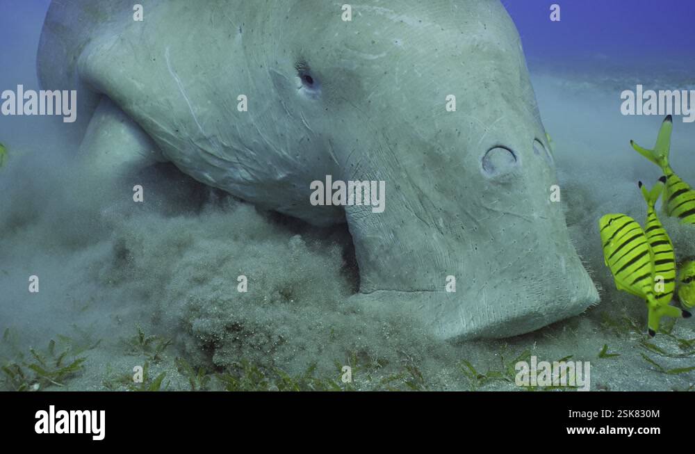 Frontal portrait of Dugong eat green seagrass on the seabed, Slow ...