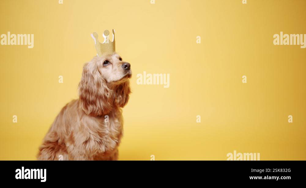 English cocker sits and poses beautifully with a gold crown and the dog barks Stock Video ...
