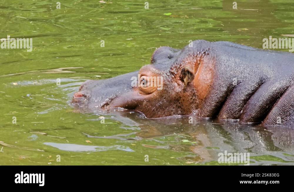 Hippo swimming in the nile Stock Videos & Footage - HD and 4K Video ...
