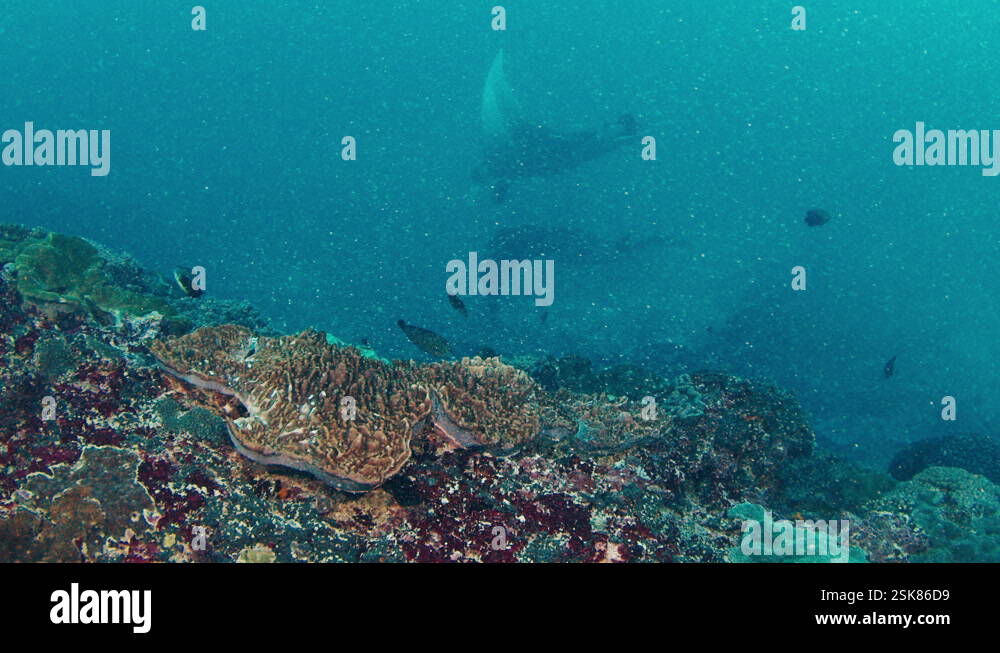 Giant manta rays mobula Stock Videos & Footage - HD and 4K Video Clips ...