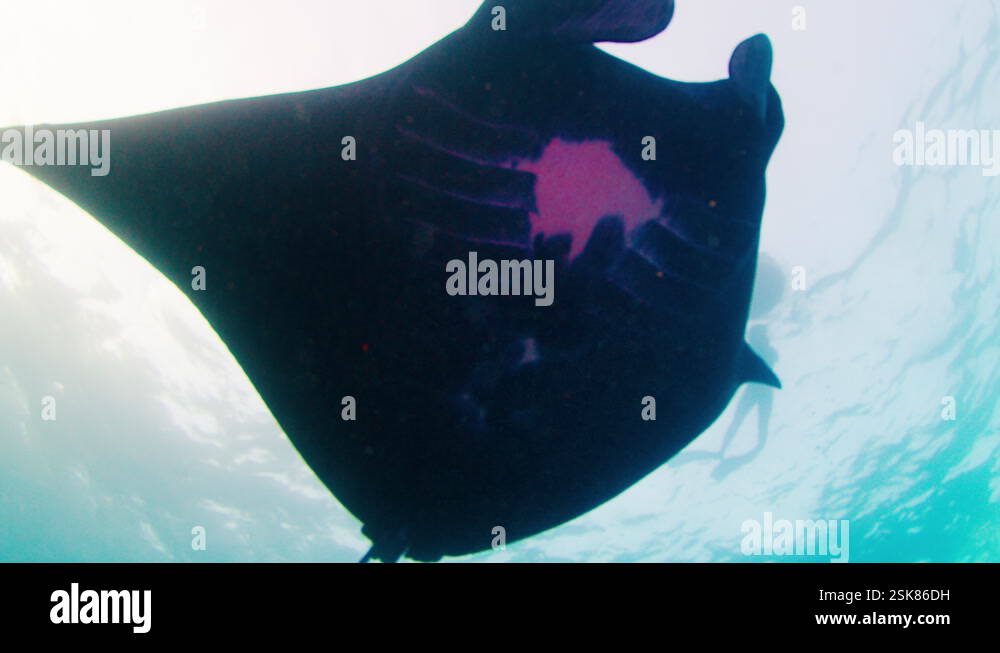 Gian oceanic manta ray or Mobula birostris slowly swims underwater with ...