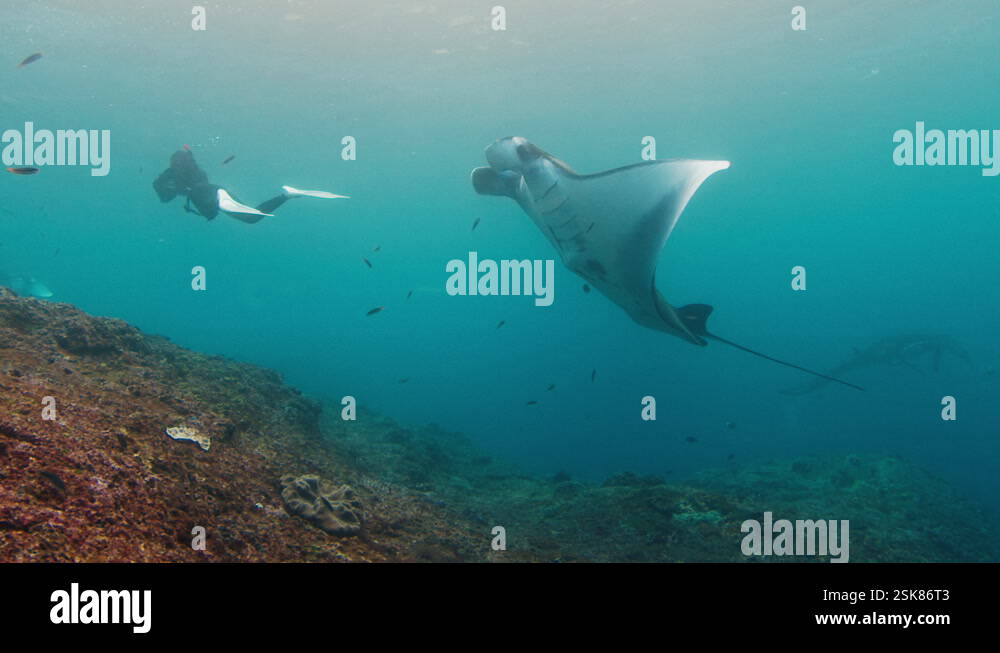Giant oceanic manta ray or Mobula birostris slowly swims underwater ...