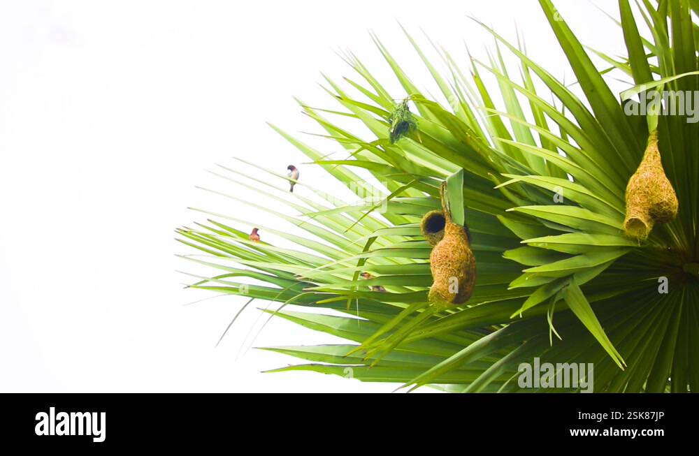 Baya Weaver birds and their nests on an Asian Palmyra Palm Tree in ...
