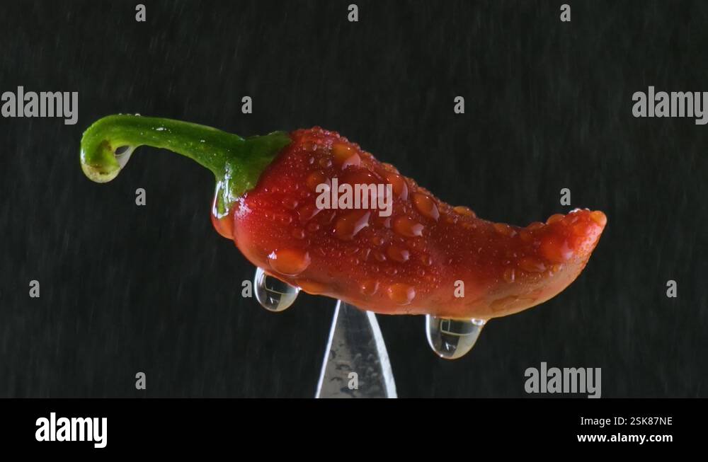 Capsicum annuum red chili pepper delight: rainy moments and the taste ...