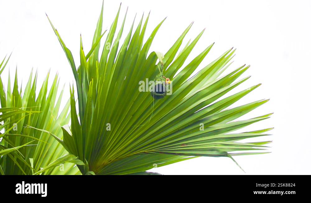 A Baya Weaver building its nest on an Asian Palmyra Palm Tree in ...