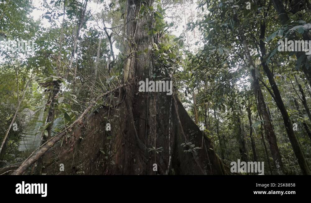 Large rainforest tree vines Stock Videos & Footage - HD and 4K Video ...