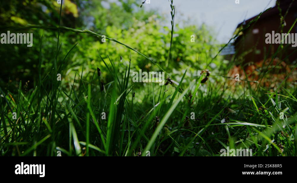 Flying ant swarm macro wide angle shot. Hundreds of flying ants in the ...