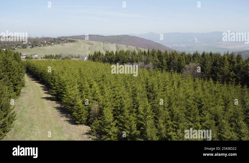 Coniferous plantation Stock Videos & Footage - HD and 4K Video Clips ...