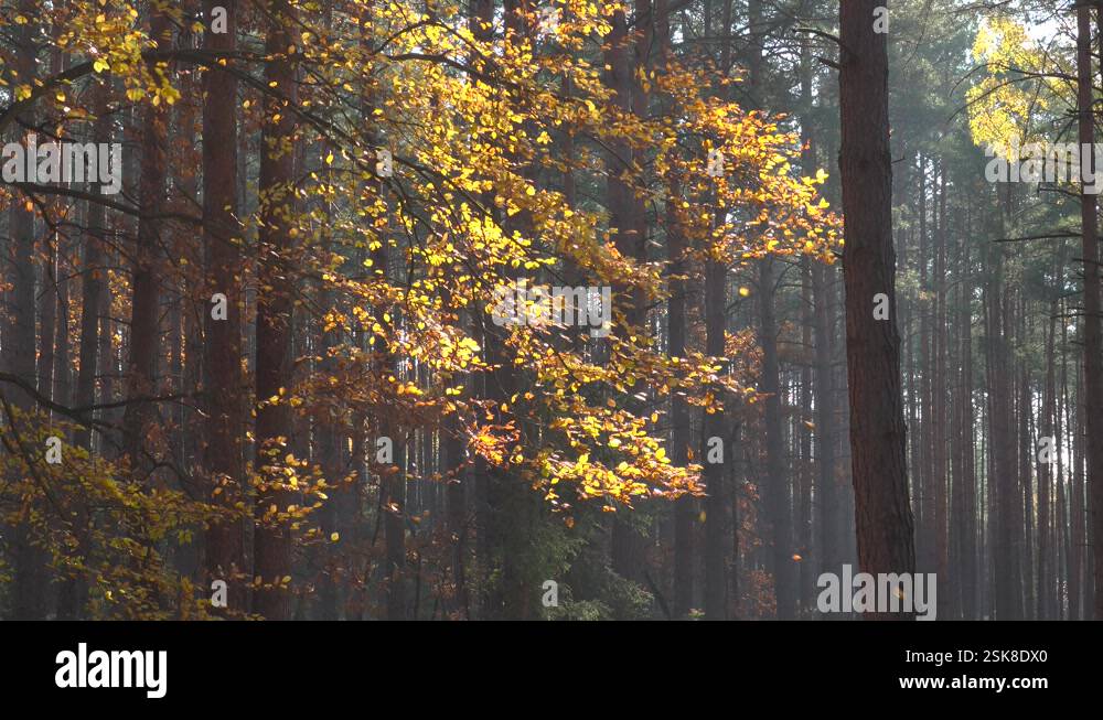 Colorful branches of a tree sway in the wind in a forest on a sunny day ...