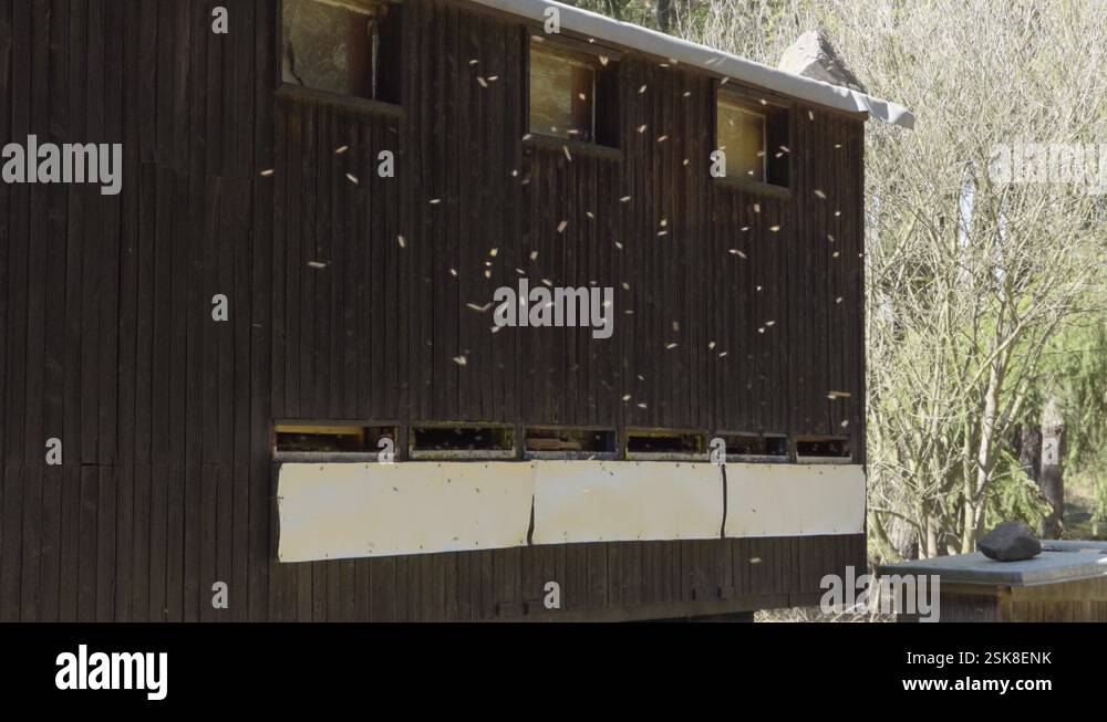 A swam of bees hovers around by a side of a movable beehive trailer in ...