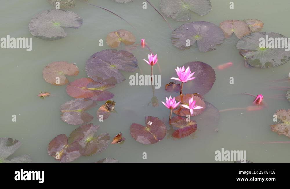 Scene from above with many lotuses growing in a beautiful pond, lotus ...
