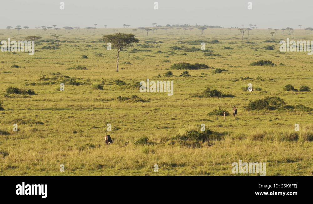 African Savanna Landscape Scenery Aerial Shot with Wildlife Safari ...